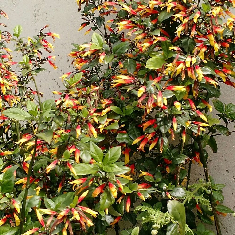 Marmalade bush - Plantsnap - Identify Plants, Trees, Mushrooms With An App