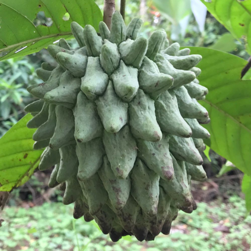 Plantsnap – Identify Plants, Trees, Mushrooms With An App