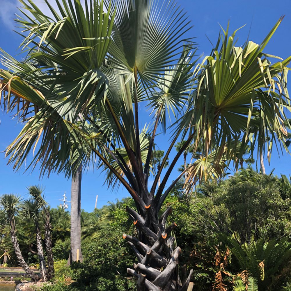 African fan palm - Plantsnap - Identify Plants, Trees, Mushrooms With ...