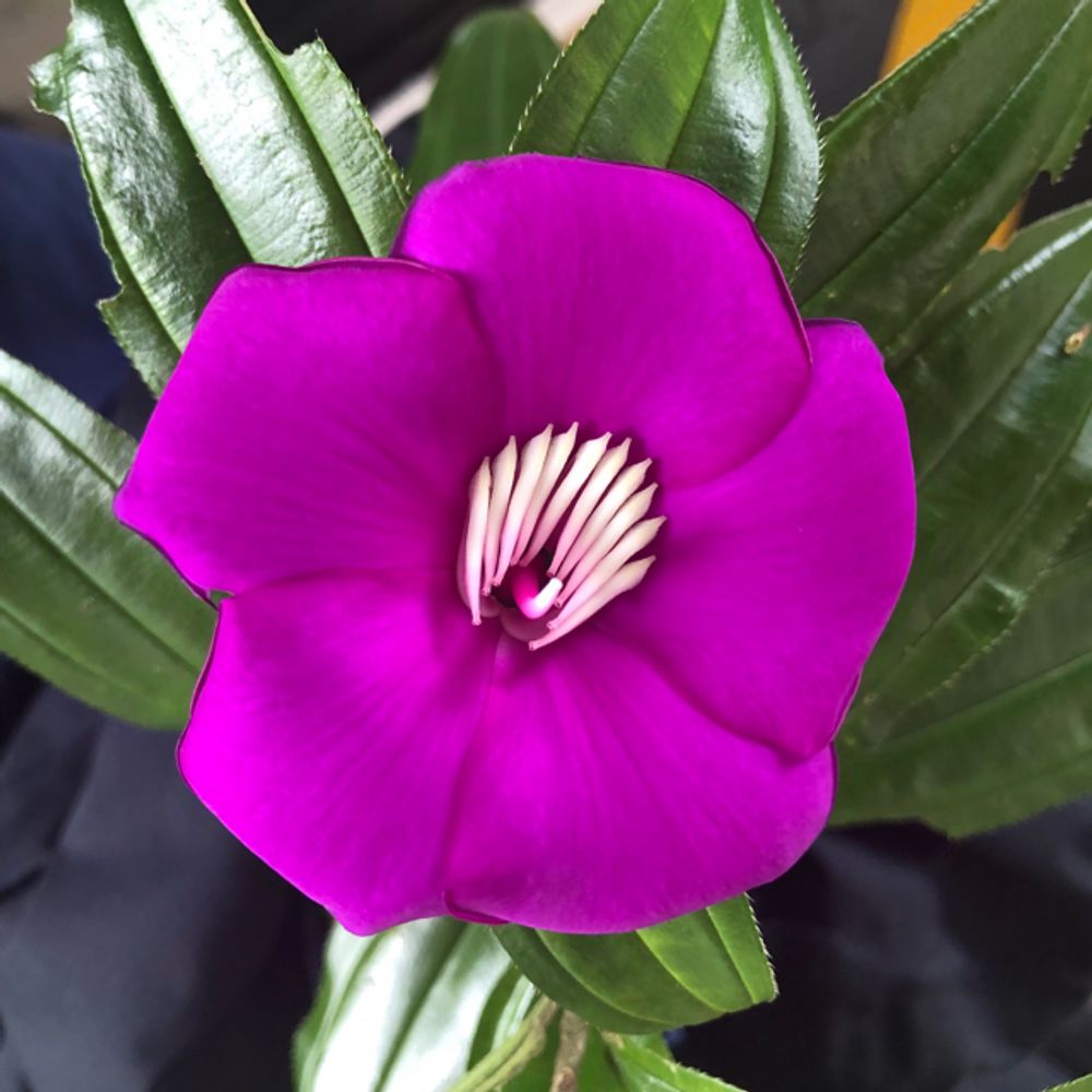 Amarella - Plantsnap - Identify Plants, Trees, Mushrooms With An App