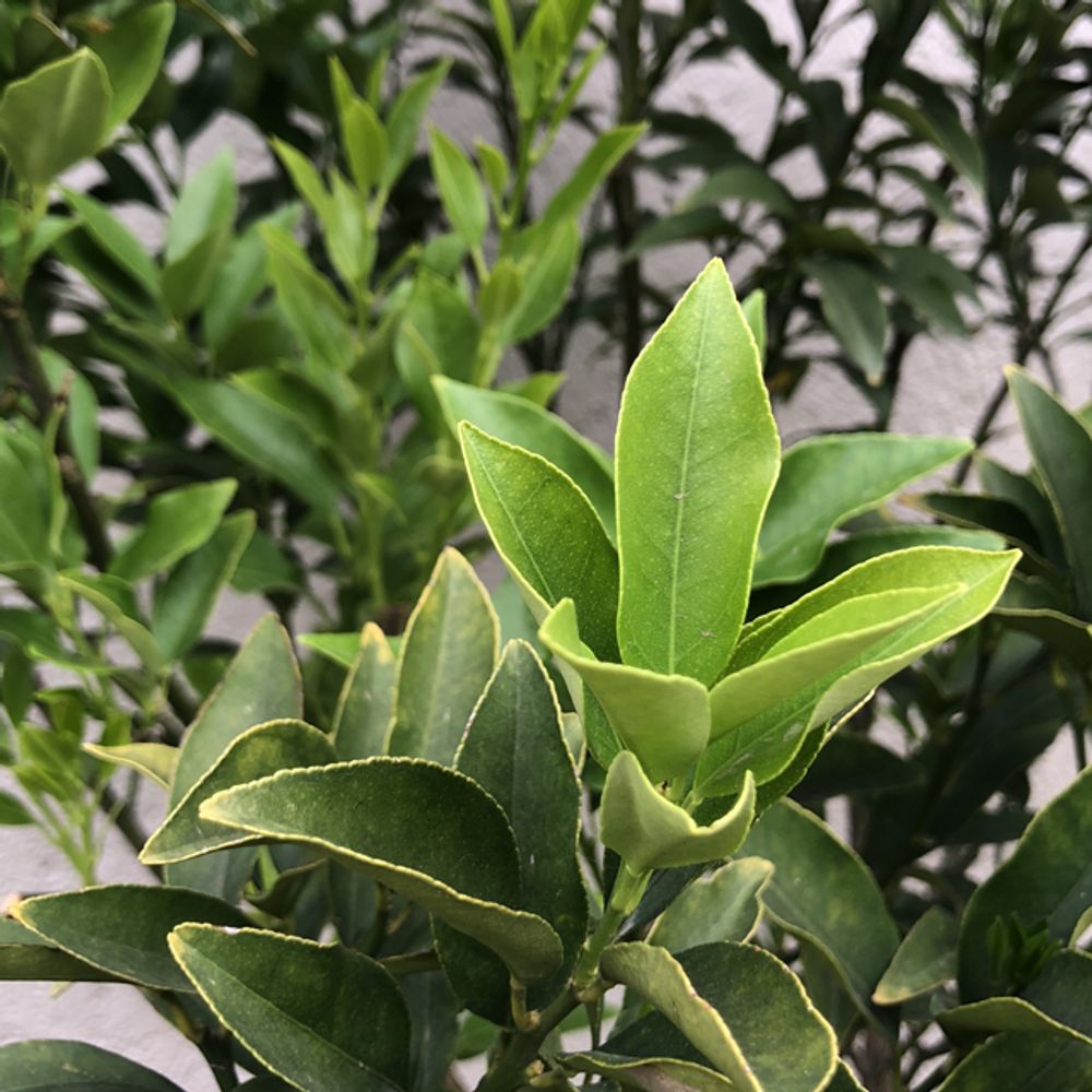 Plantsnap – Identify Plants, Trees, Mushrooms With An App