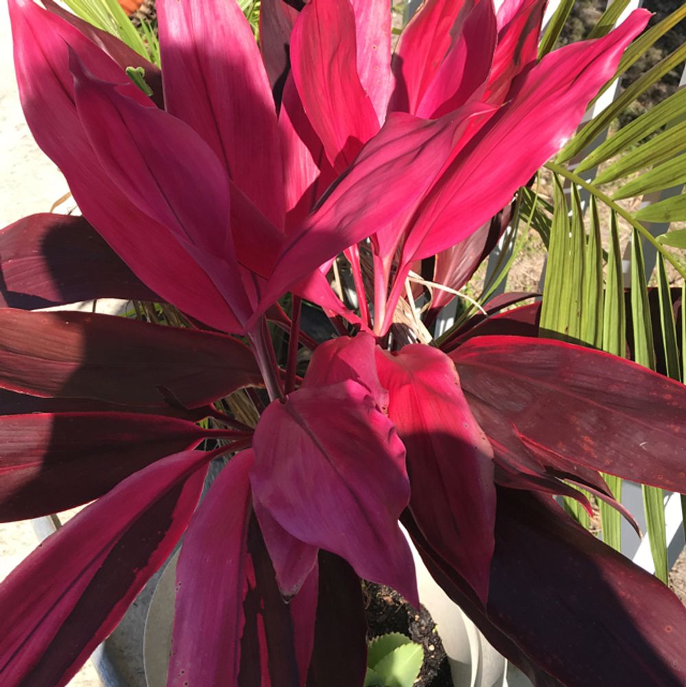How to care for Red cordyline - Complete Plant Care Guide | PlantSnap ...
