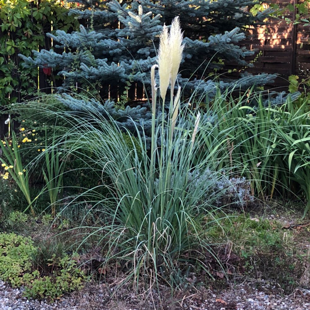 Plantsnap – Identify Plants, Trees, Mushrooms With An App