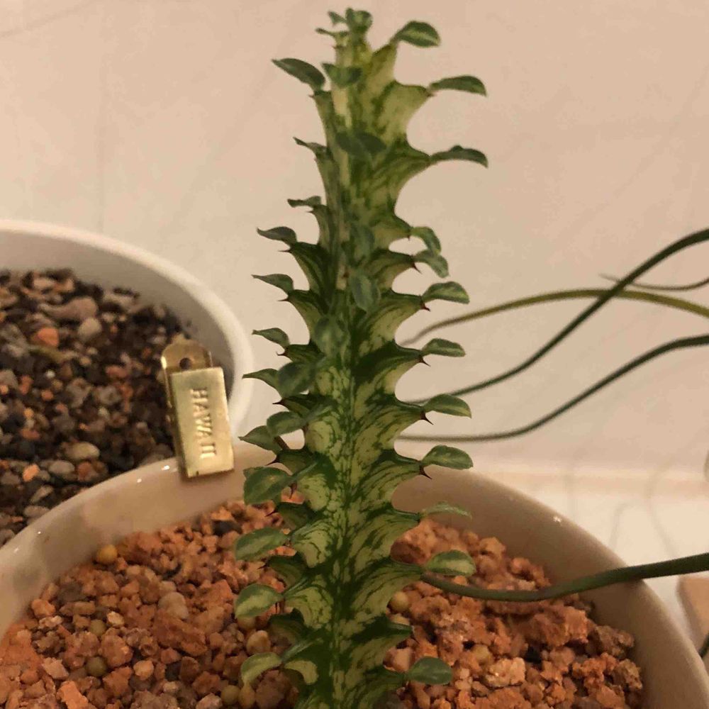 How to care for Sullu spurge - Complete Plant Care Guide | PlantSnap ...