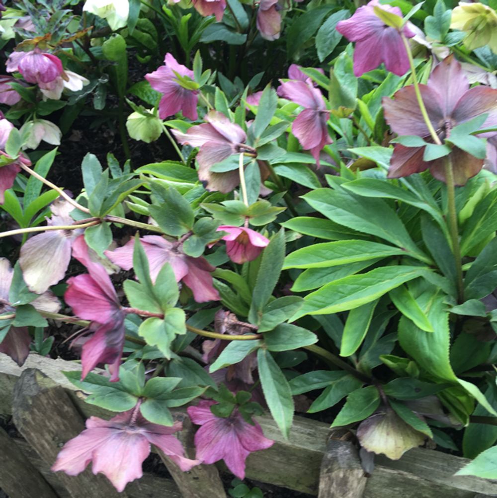Tibetan hellebore - Plantsnap - Identify Plants, Trees, Mushrooms With ...