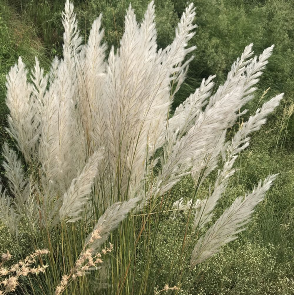 Plantsnap – Identify Plants, Trees, Mushrooms With An App