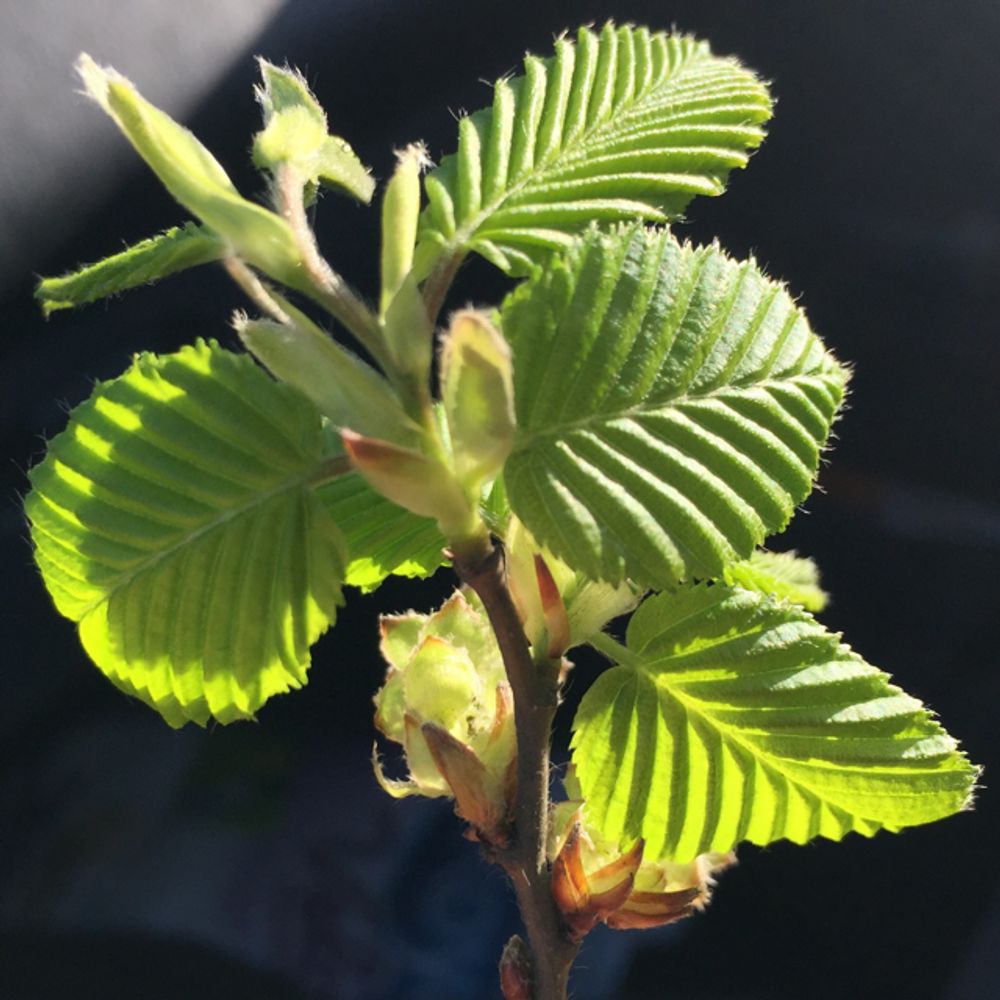 Katmon - Plantsnap - Identify Plants, Trees, Mushrooms With An App