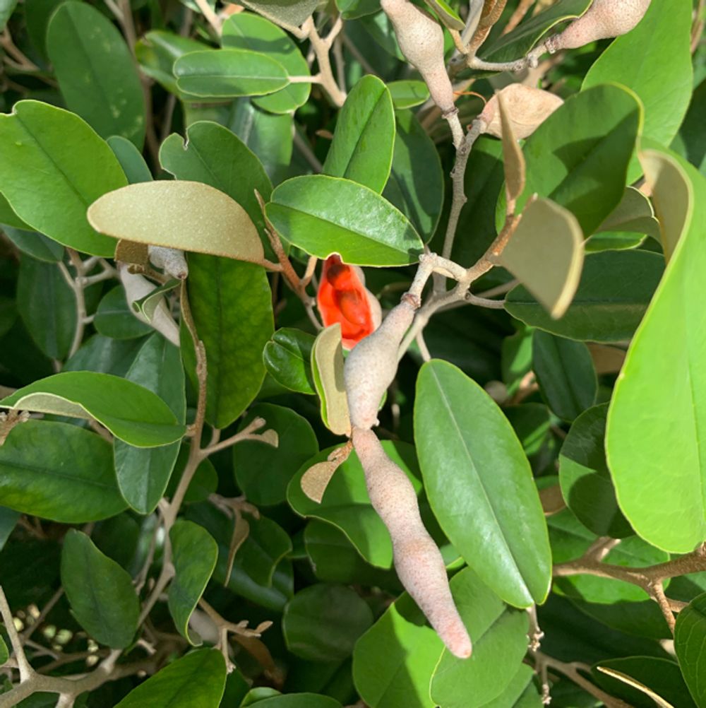 Plantsnap – Identify Plants, Trees, Mushrooms With An App
