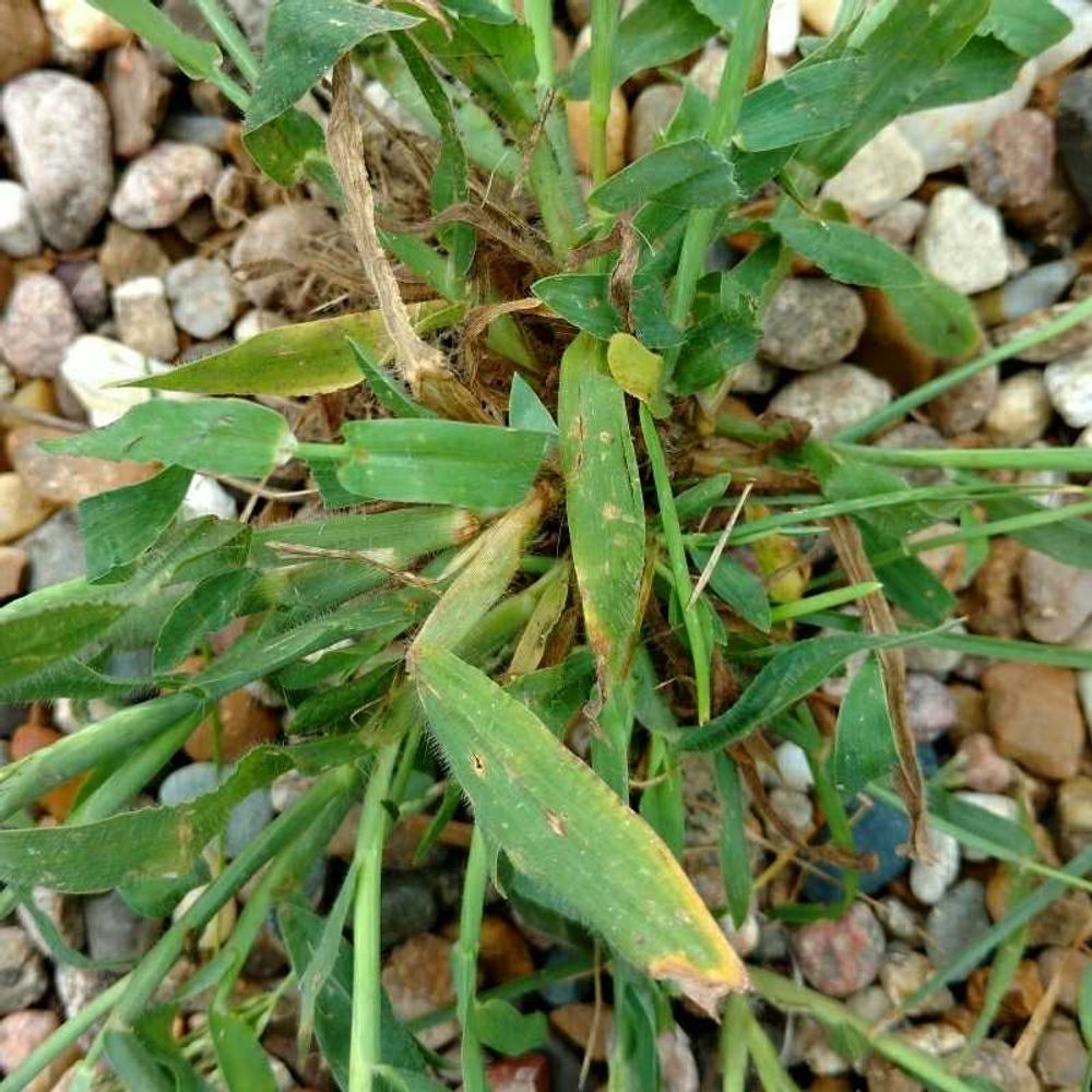 Southern crabgrass - Plantsnap - Identify Plants, Trees, Mushrooms With ...
