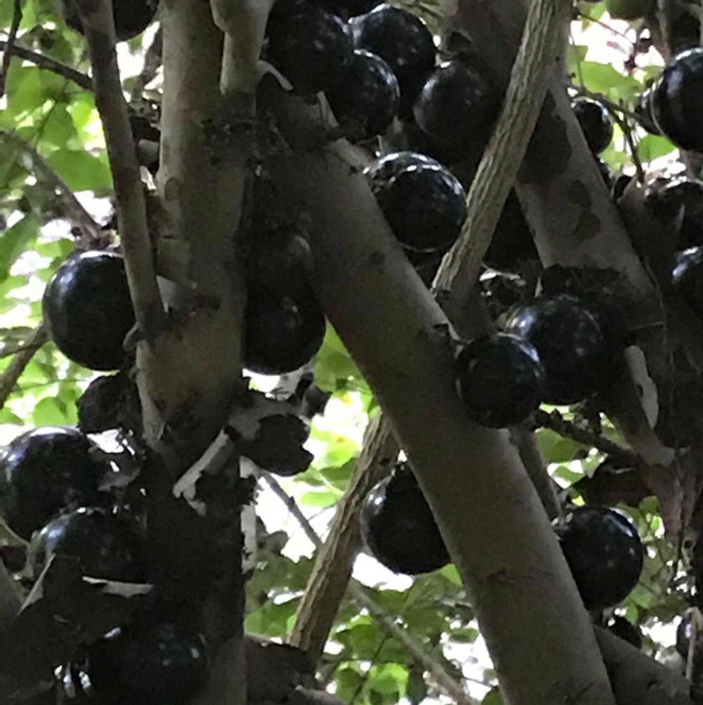 How to care for Rumberry - Complete Plant Care Guide | PlantSnap ...