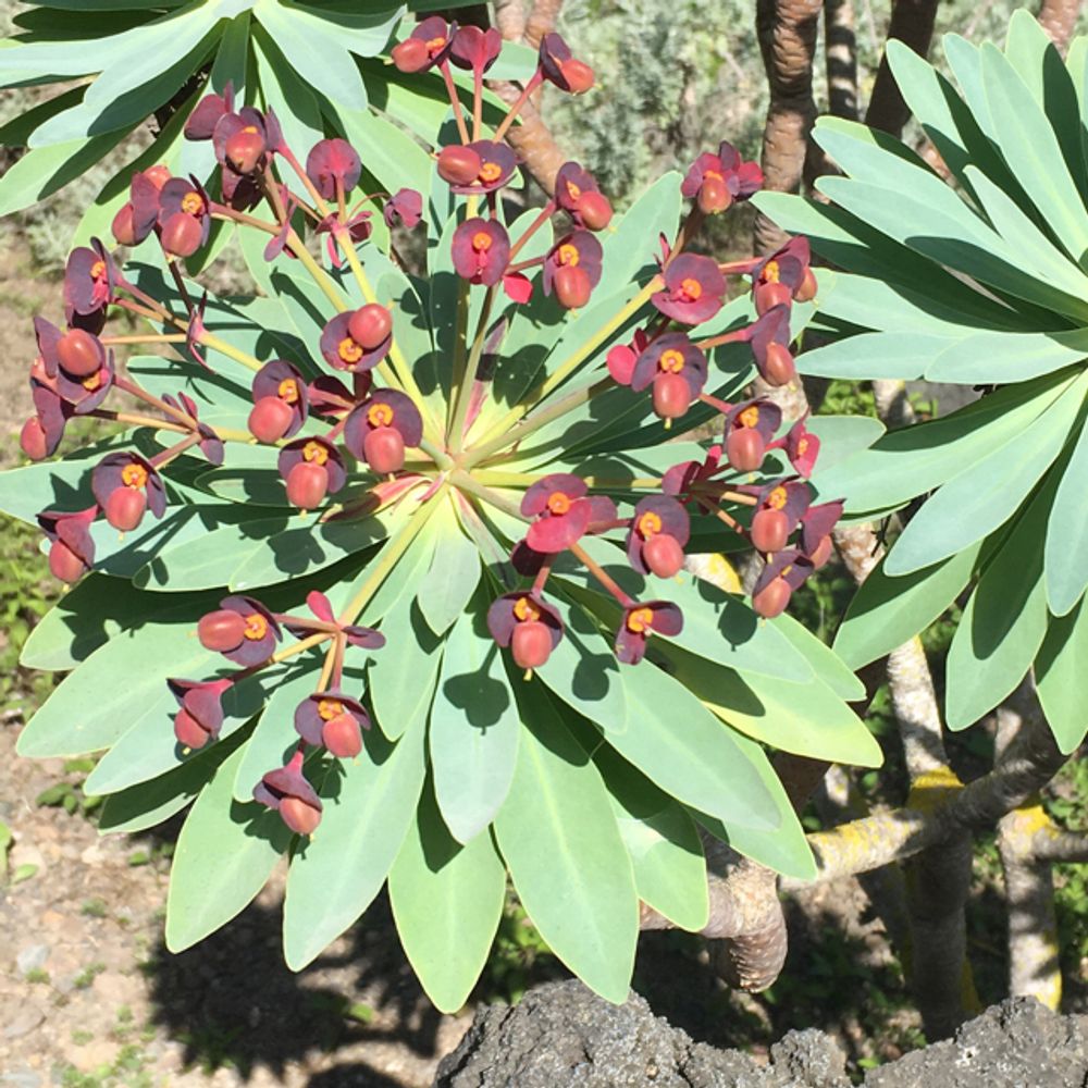 How to care for Purple spurge - Complete Plant Care Guide | PlantSnap ...