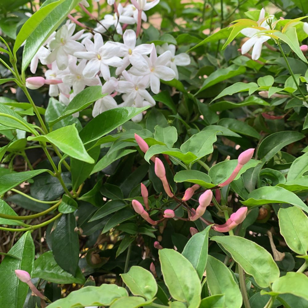 Jasmine Plant Care