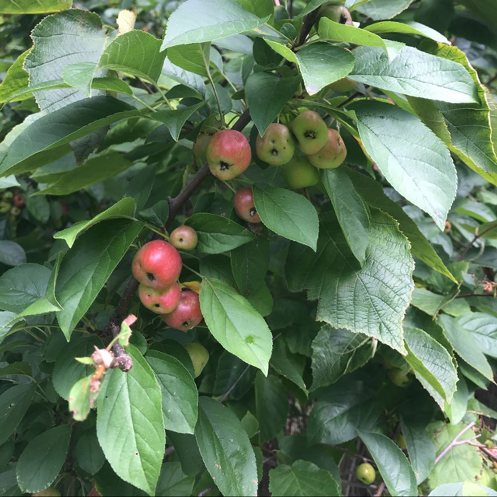 How to care for Chinese apple - Complete Plant Care Guide | PlantSnap ...