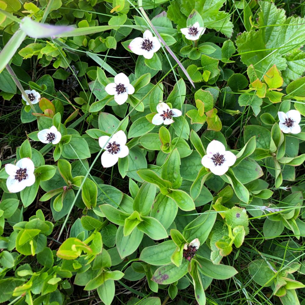 Plantsnap – Identify Plants, Trees, Mushrooms With An App