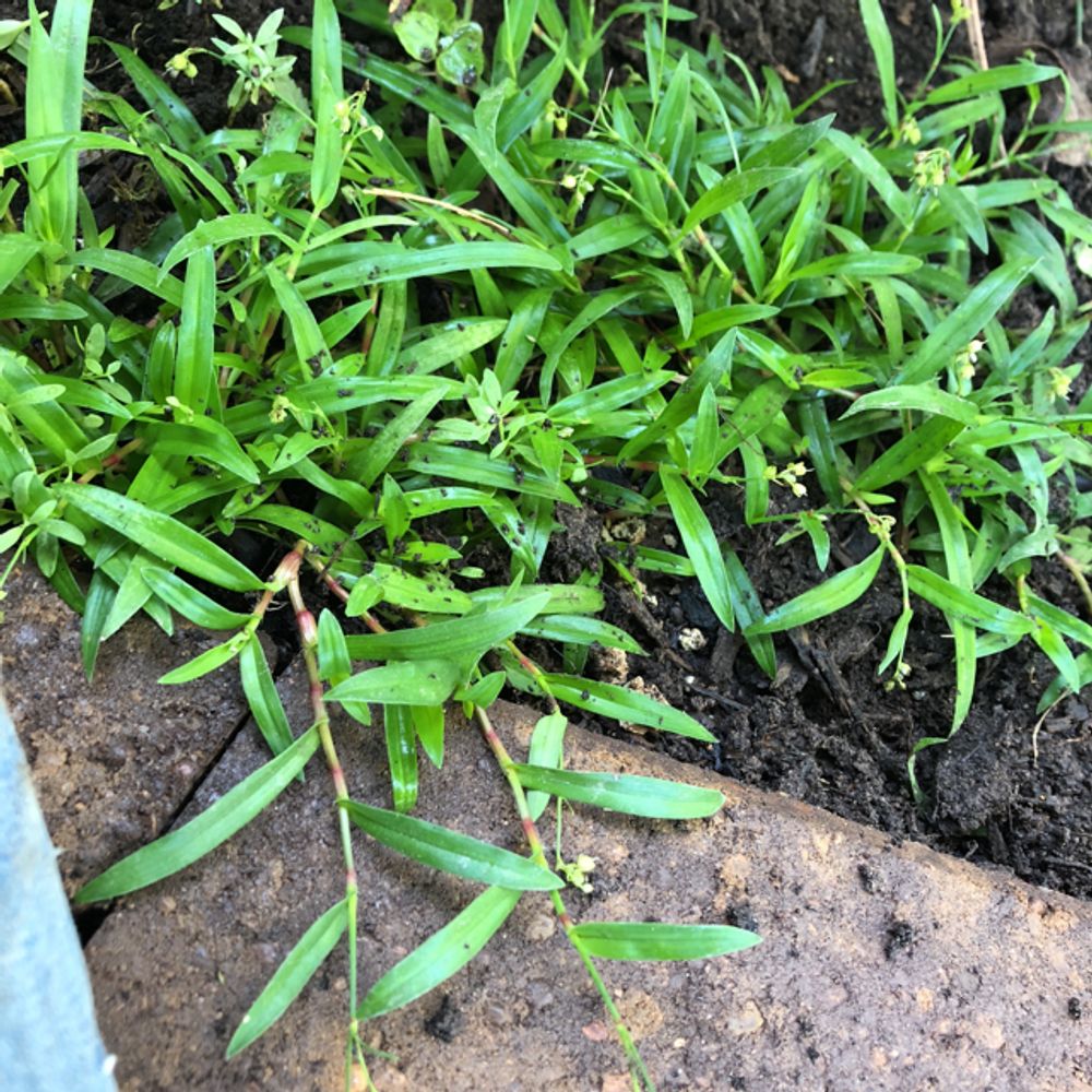 Crow's foot grass - Plantsnap - Identify Plants, Trees, Mushrooms With ...