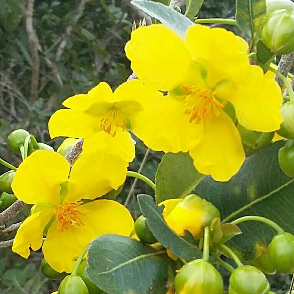 Natal plane - Plantsnap - Identify Plants, Trees, Mushrooms With An App