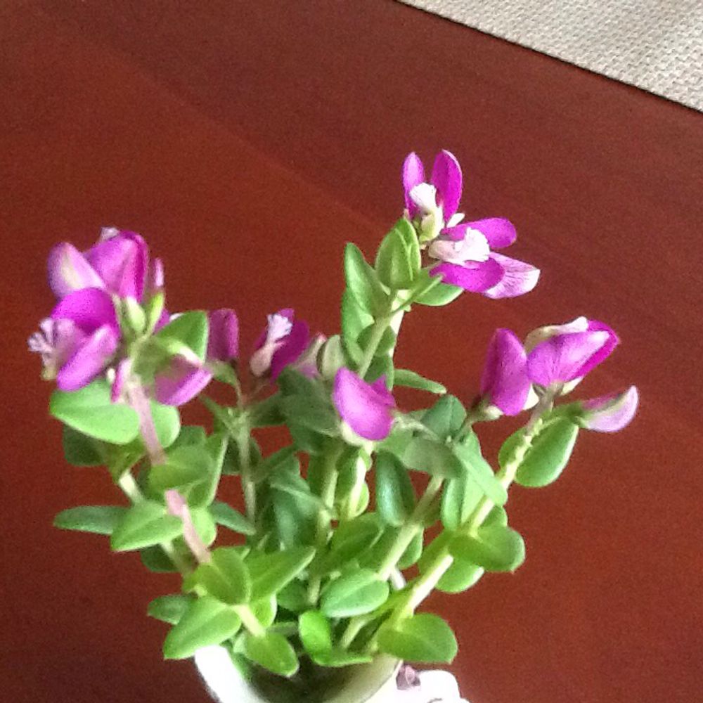 Plantsnap – Identify Plants, Trees, Mushrooms With An App