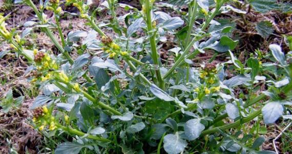 Plantsnap – Identify Plants, Trees, Mushrooms With An App