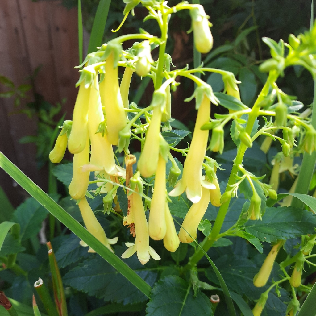 Plantsnap – Identify Plants, Trees, Mushrooms With An App