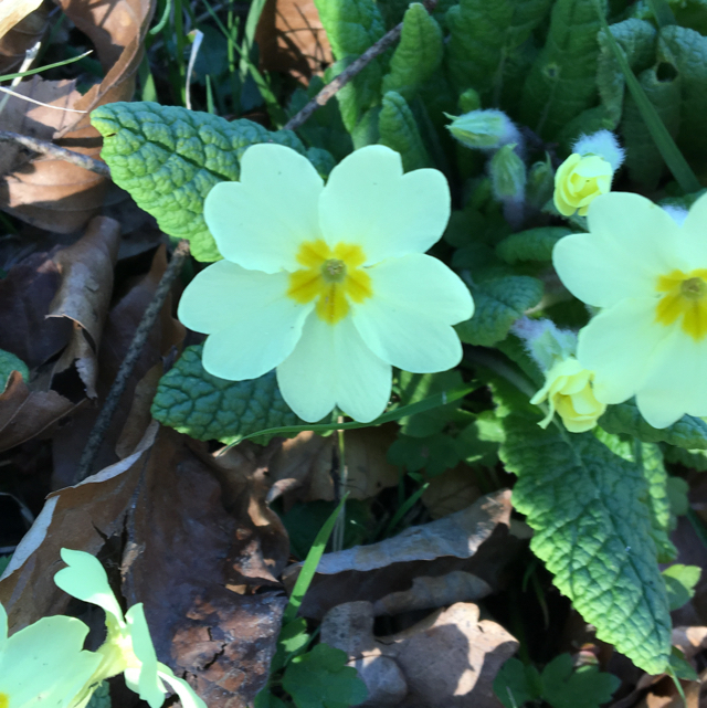 Plantsnap – Identify Plants, Trees, Mushrooms With An App