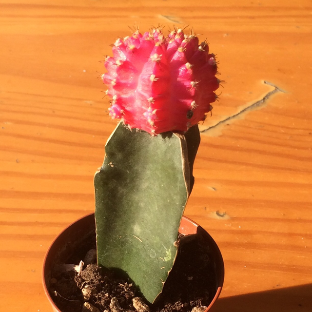 Plantsnap – Identify Plants, Trees, Mushrooms With An App