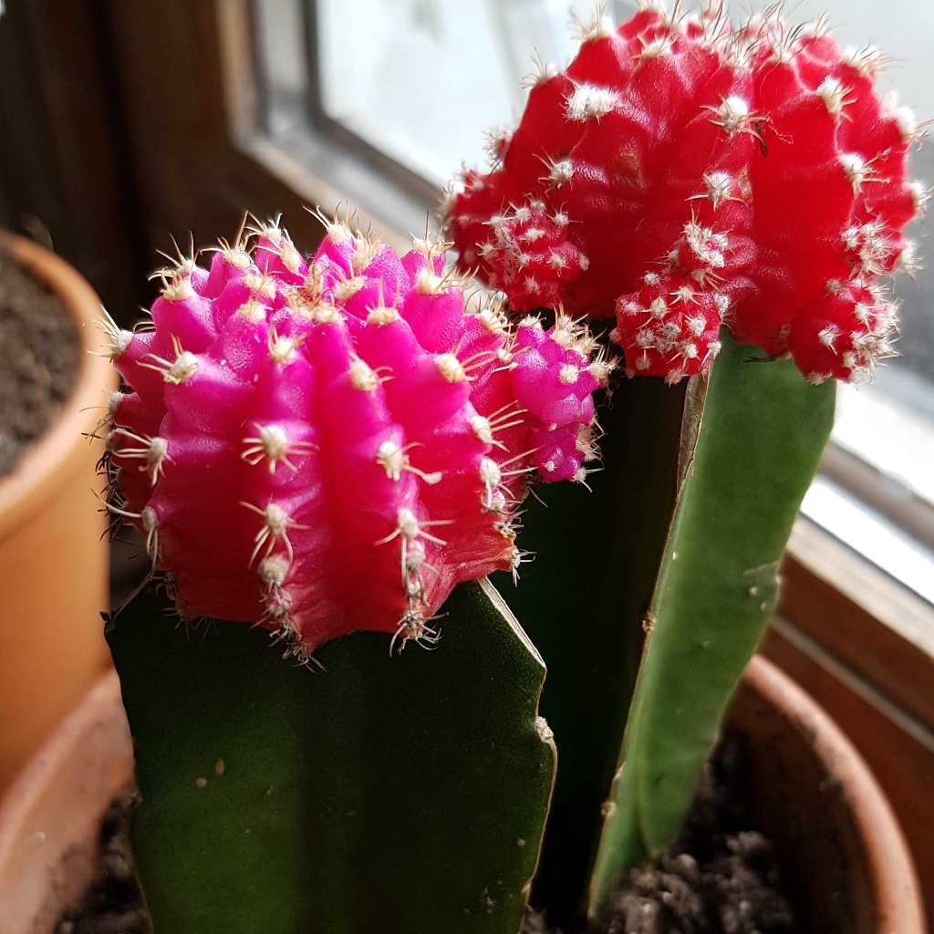 Plantsnap – Identify Plants, Trees, Mushrooms With An App