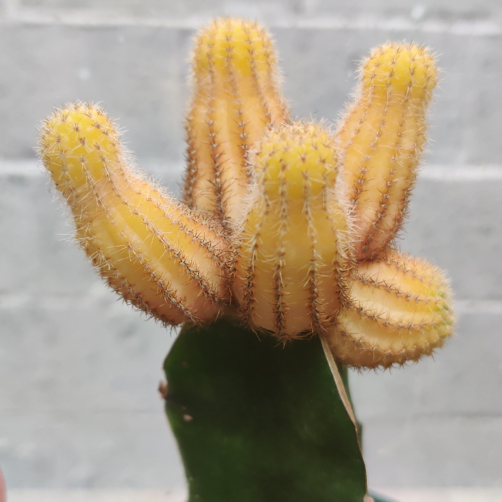 Plantsnap – Identify Plants, Trees, Mushrooms With An App