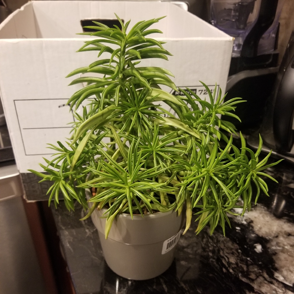 Plantsnap – Identify Plants, Trees, Mushrooms With An App