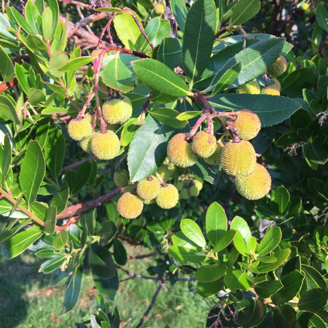 Plantsnap – Identify Plants, Trees, Mushrooms With An App