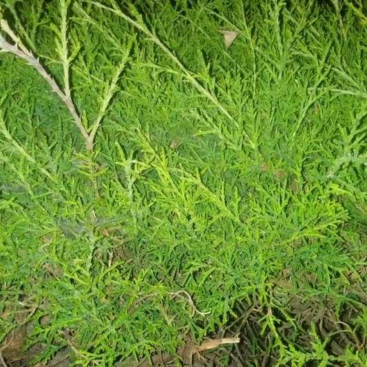 Plantsnap – Identify Plants, Trees, Mushrooms With An App