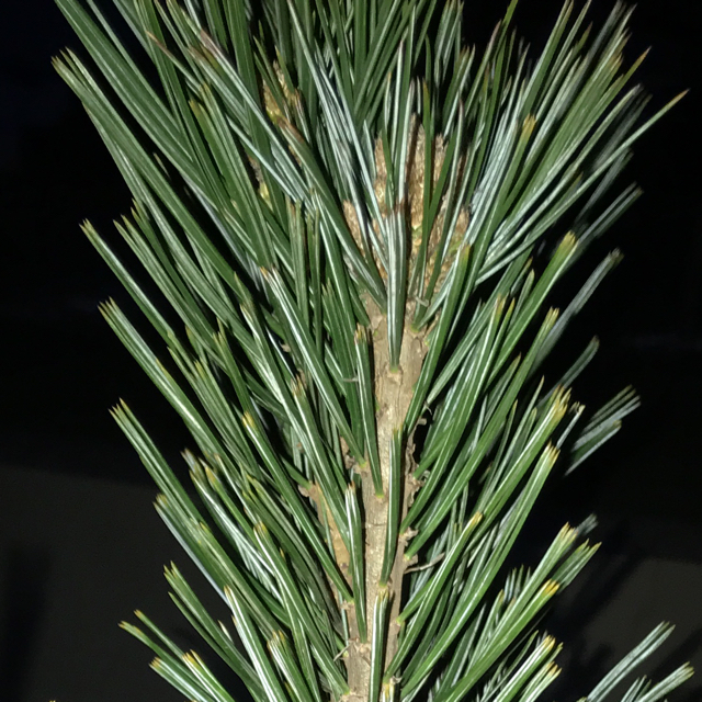 Plantsnap – Identify Plants, Trees, Mushrooms With An App