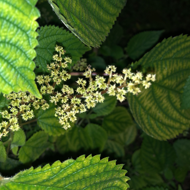 Plantsnap – Identify Plants, Trees, Mushrooms With An App