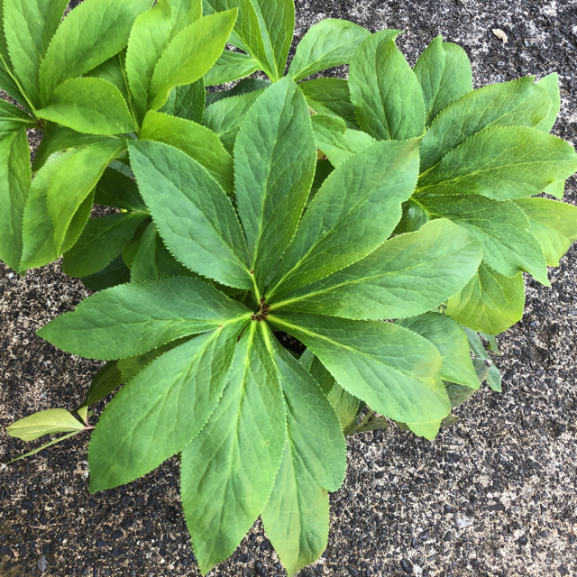 Plantsnap – Identify Plants, Trees, Mushrooms With An App
