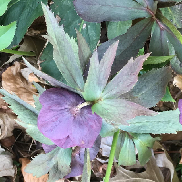 Plantsnap – Identify Plants, Trees, Mushrooms With An App