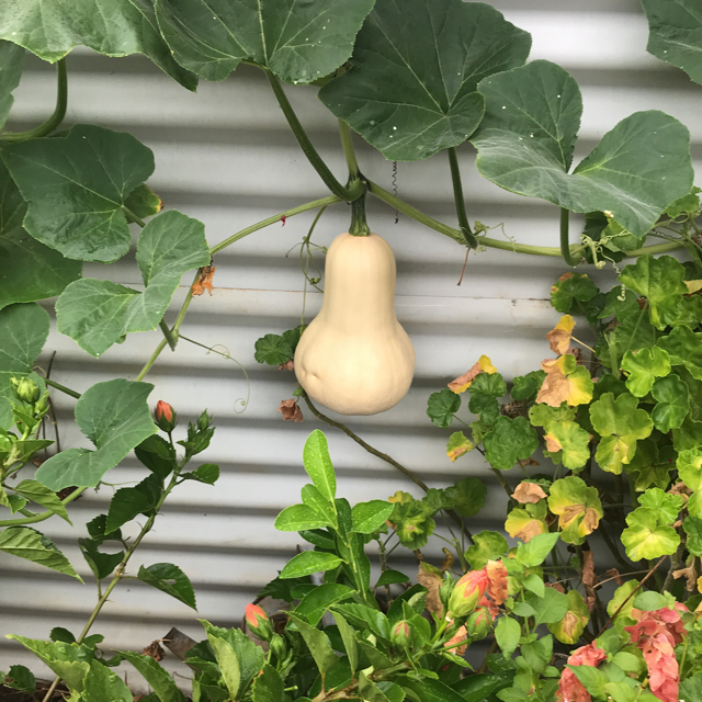 Plantsnap – Identify Plants, Trees, Mushrooms With An App