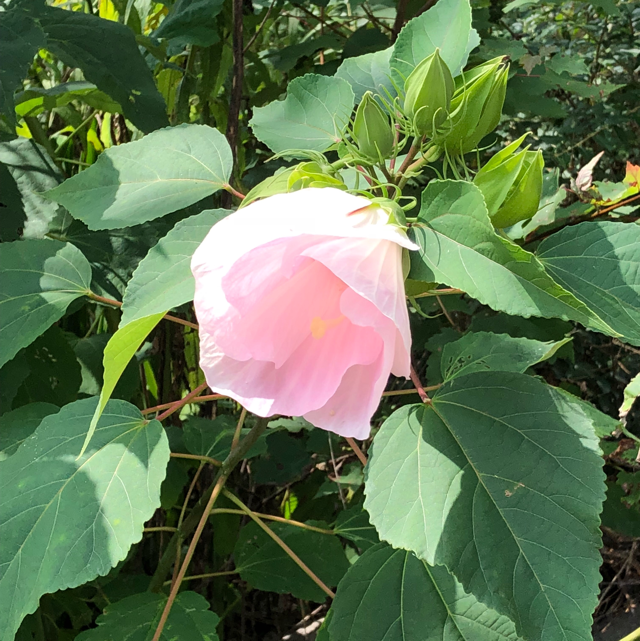 Plantsnap – Identify Plants, Trees, Mushrooms With An App