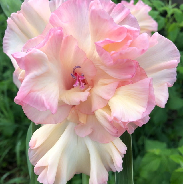 Plantsnap – Identify Plants, Trees, Mushrooms With An App