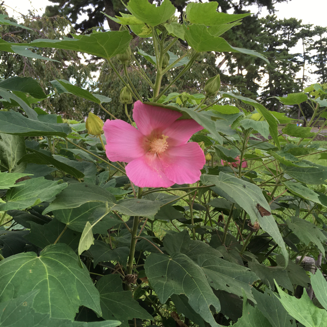 Plantsnap – Identify Plants, Trees, Mushrooms With An App