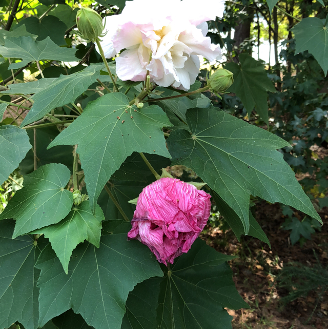 Plantsnap – Identify Plants, Trees, Mushrooms With An App