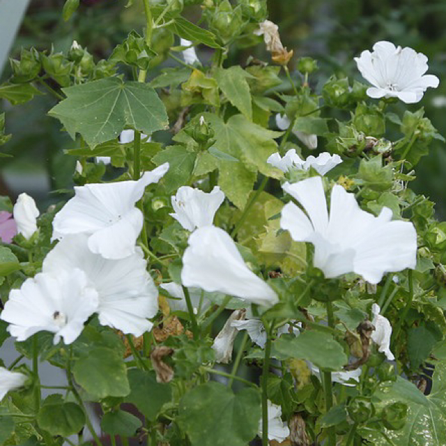 Plantsnap – Identify Plants, Trees, Mushrooms With An App