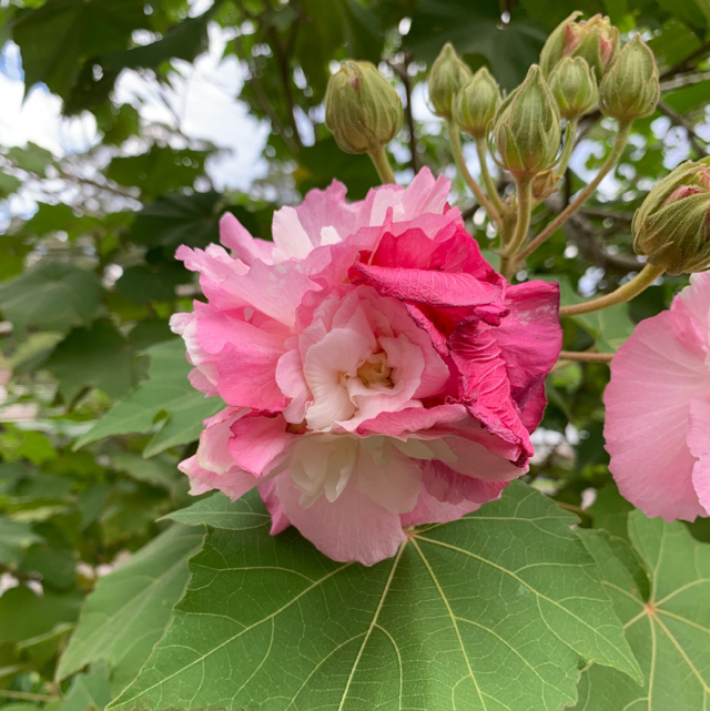 Plantsnap – Identify Plants, Trees, Mushrooms With An App