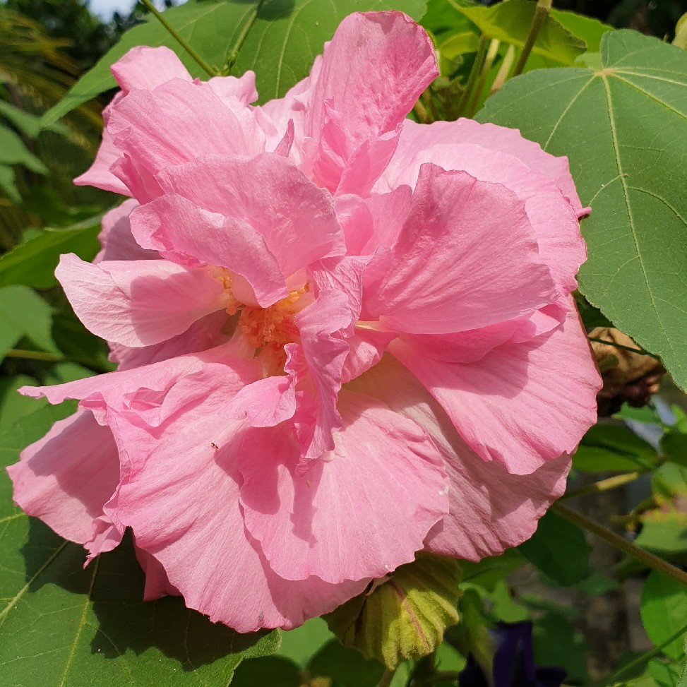 Plantsnap – Identify Plants, Trees, Mushrooms With An App