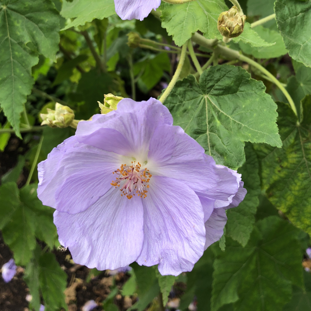 Plantsnap – Identify Plants, Trees, Mushrooms With An App