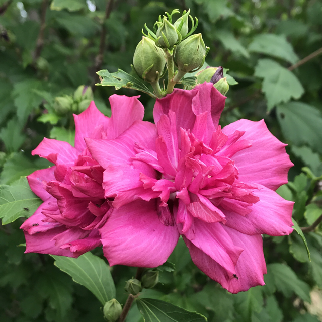 Plantsnap – Identify Plants, Trees, Mushrooms With An App