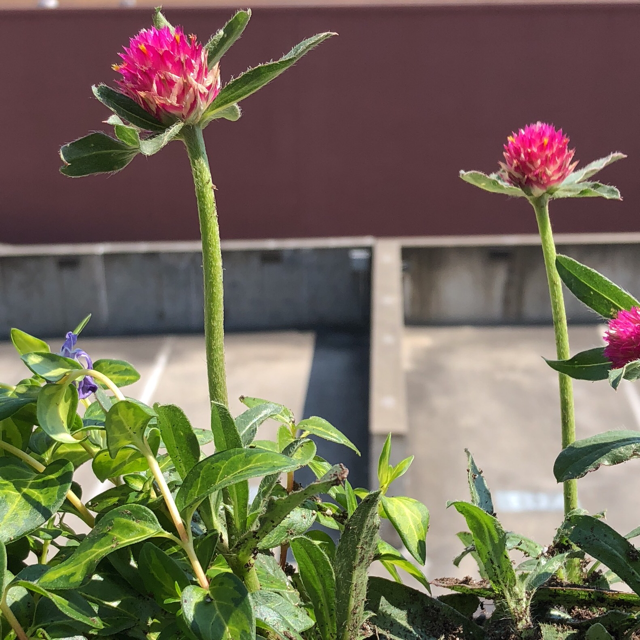 St Lucia National Flower Marguerite | Best Flower Site
