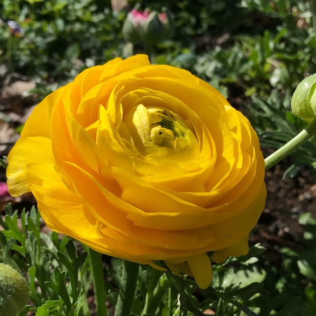 Plantsnap – Identify Plants, Trees, Mushrooms With An App