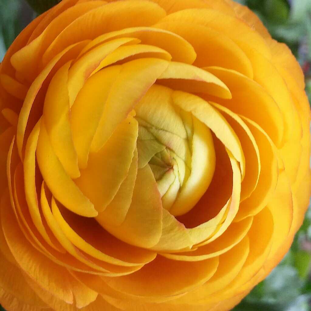 Plantsnap – Identify Plants, Trees, Mushrooms With An App