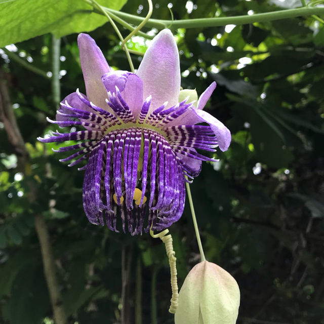 Sweet granadilla - Plantsnap - Identify Plants, Trees, Mushrooms With ...
